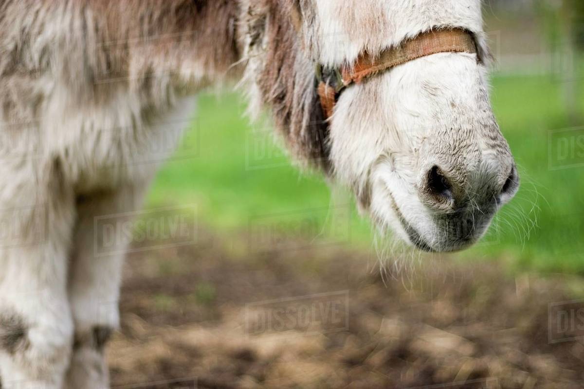 Donkey's Nose - Royalty-free Stock Photo | Dissolve