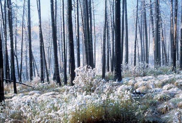 Frosted Forest - Royalty-free Stock Photo | Dissolve