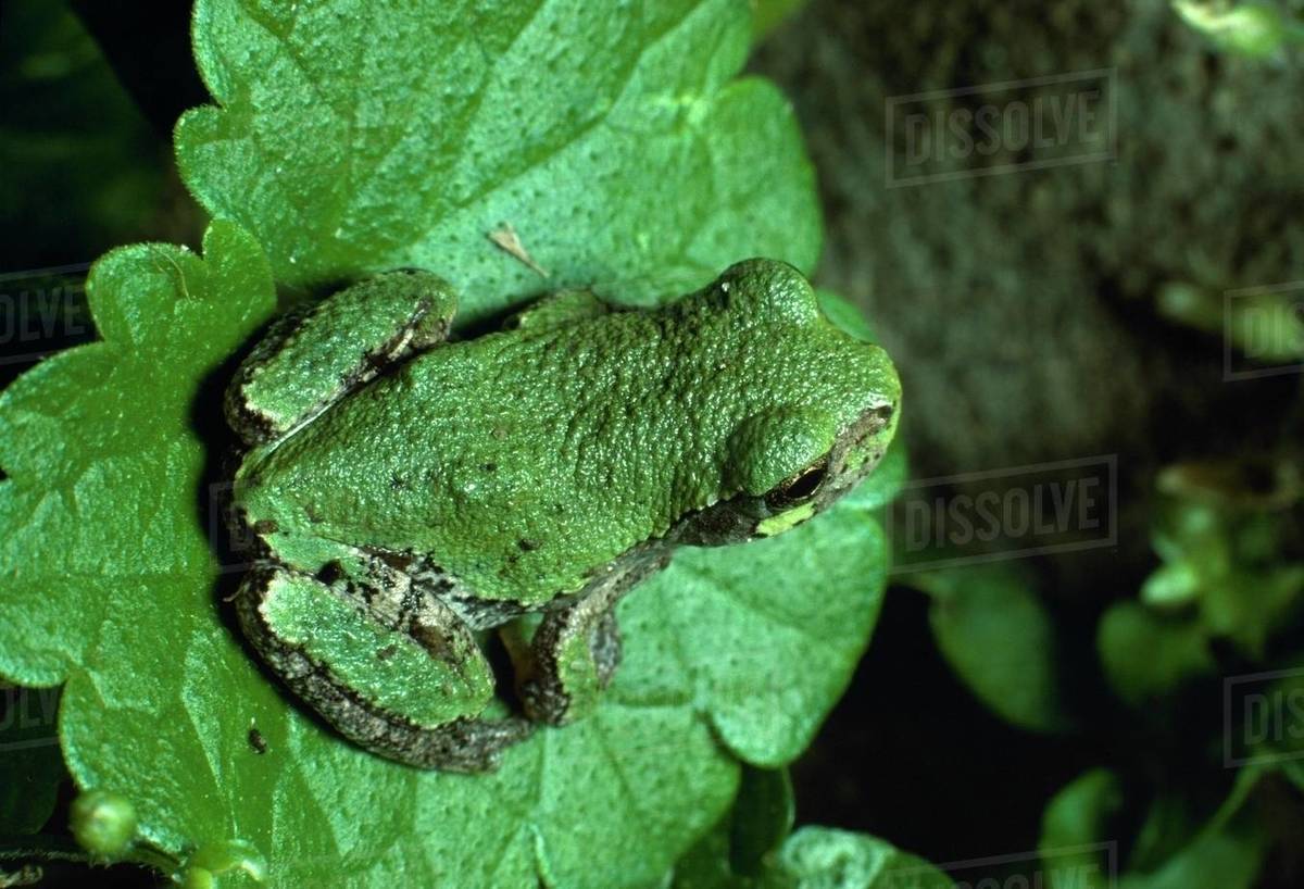 Green-Colored, Grey Tree Frog - Royalty-free Stock Photo | Dissolve