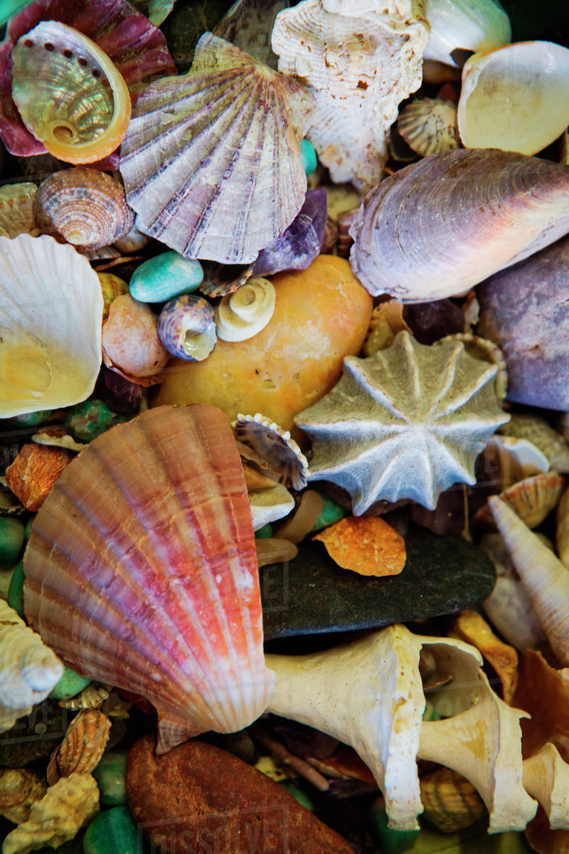 Seashell Hd Pictures 1,001 Conch Shell Sunset Stock Photos Free