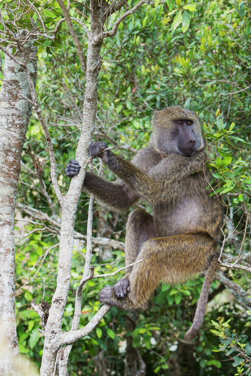 Savanna baboons in a tree in Arusha National Park; Arusha, Tanzania ...