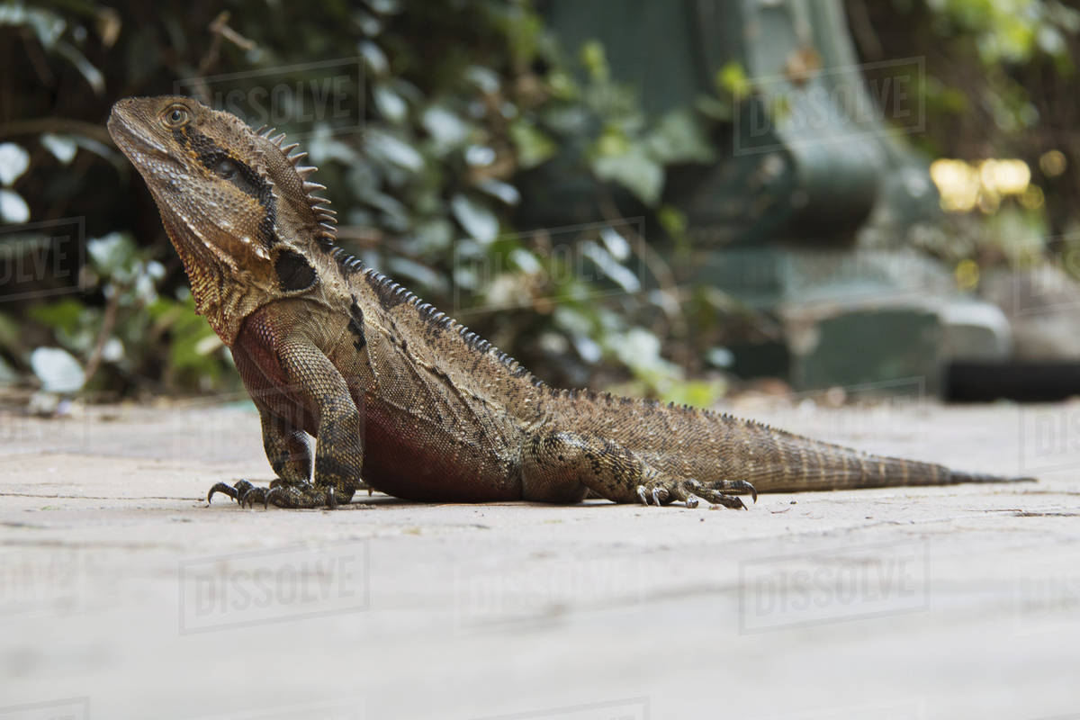 Iguana; Queensland, Australia - Royalty-free Stock Photo | Dissolve