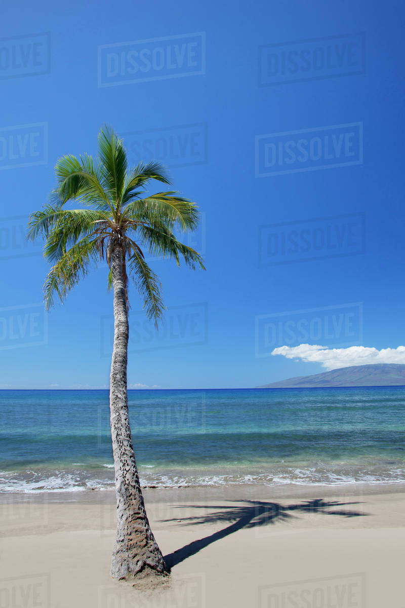 Puamana Beach with a lone palm tree; Maui, Hawaii, United States of ...