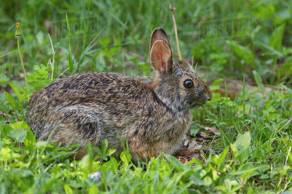 Eastern cottontail (Sylvilagus floridanus); Virginia, United States of ...