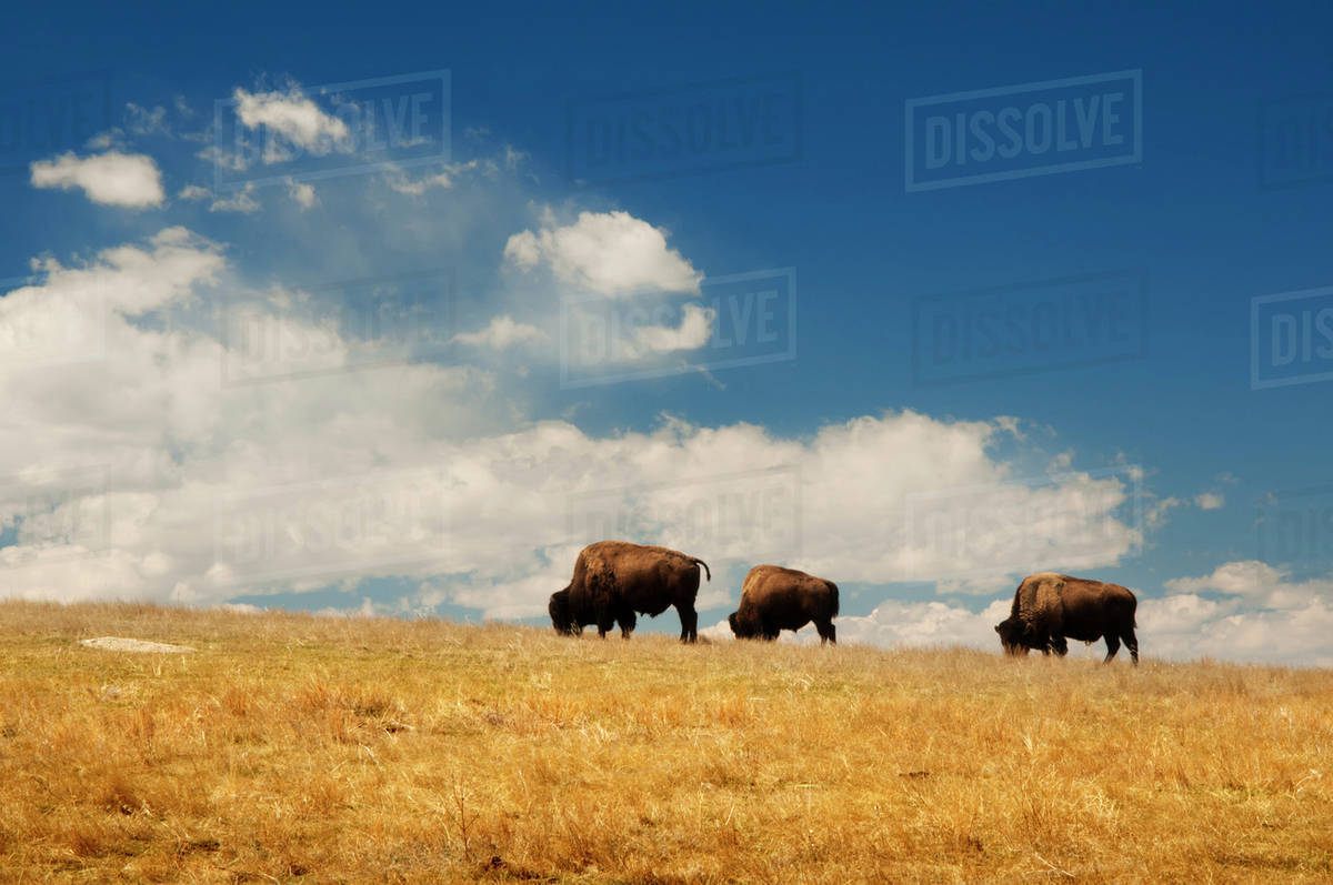 A trio of American bison graze in Buffalo Gap National Grassland near ...