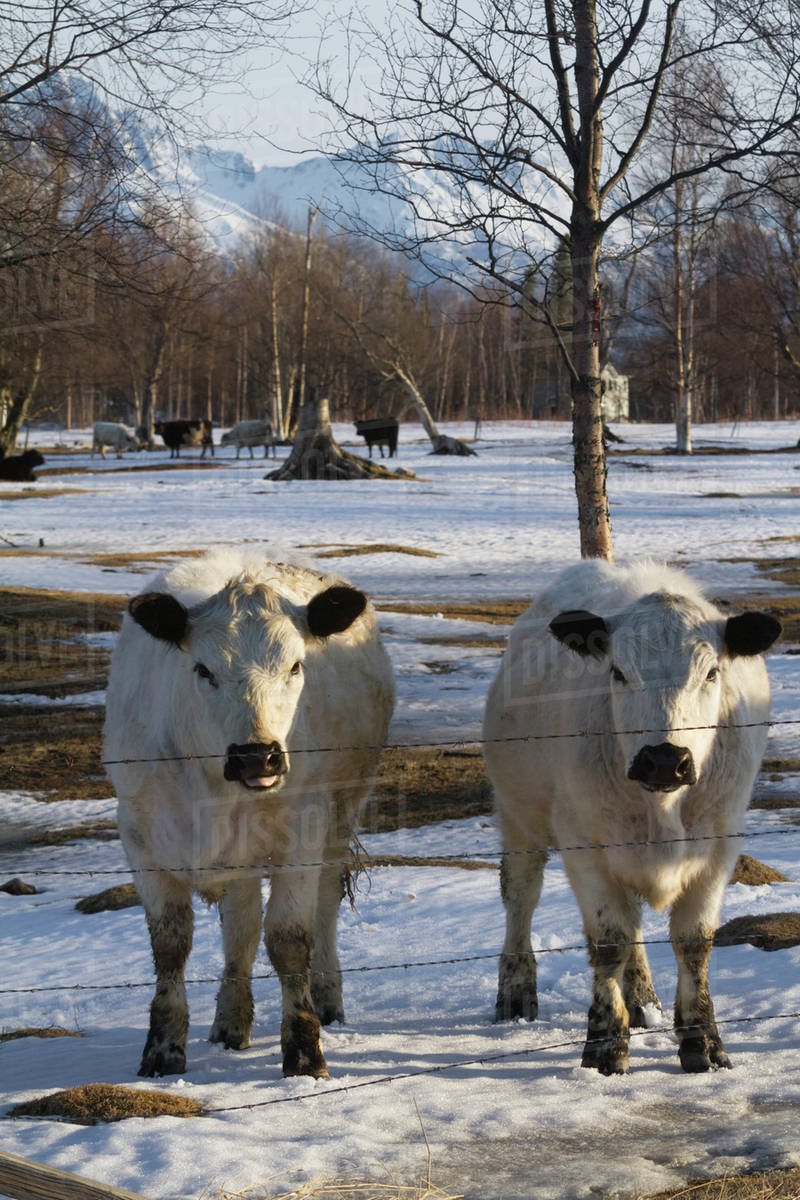 A pair of white cows stand in springtime snow and look at camera. Near ...