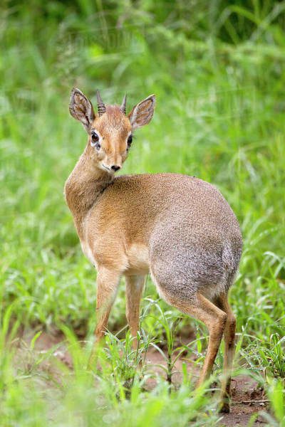 Dik-dik, the worlds smallest antelope, near Kruger National Park; South ...