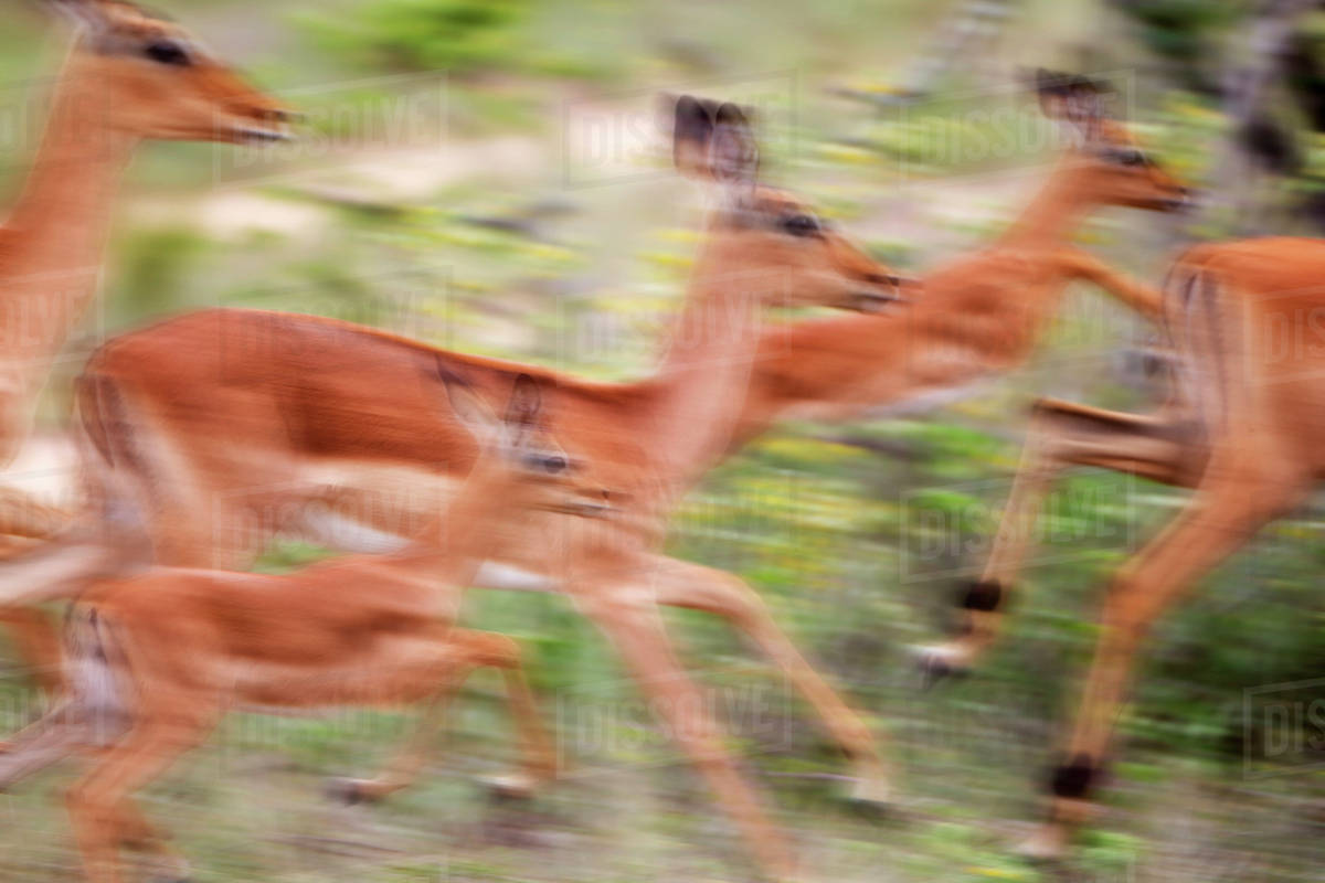 Fast moving african deer wildlife, located at gomo gomo game lodge ...