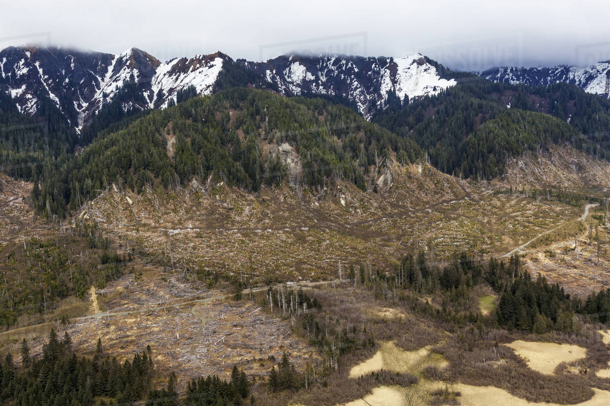 Aerial view of clearcut logging operation outside of Yakutat, Southeast ...