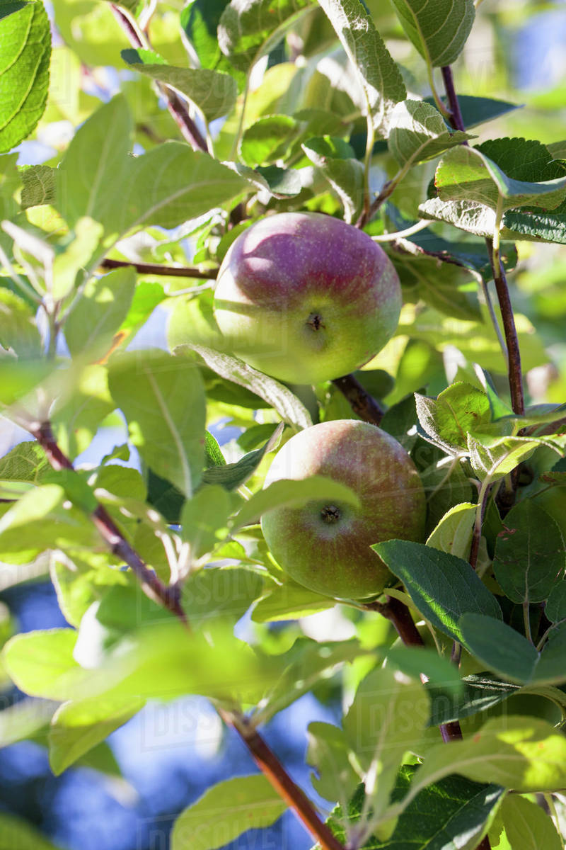 Macintosh apples on a tree; Newcastle, Ontario, Canada - Royalty-free ...