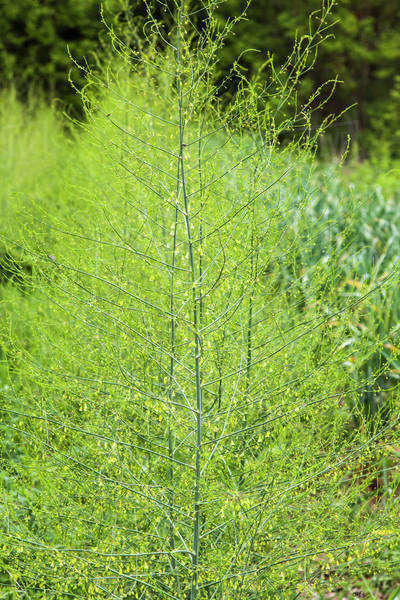 Mature asparagus plants in flower; Toronto, Ontario, Canada - Royalty ...