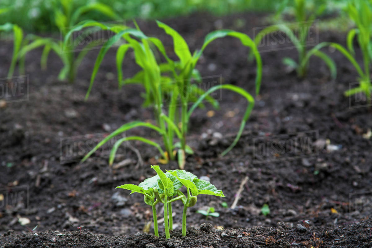 The Three Sisters, a North American aboriginal growing practise where ...