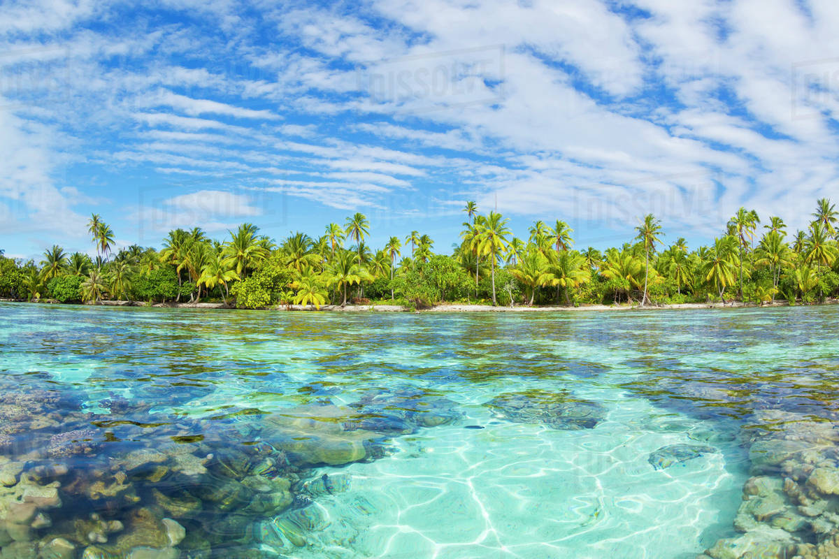 Tropical reef in the coral gardens; Tahaa, French Polynesia - Royalty ...