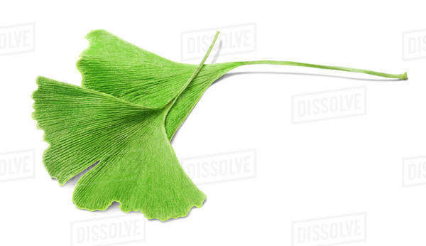Green fan shaped leaves on a white background - Stock Photo - Dissolve