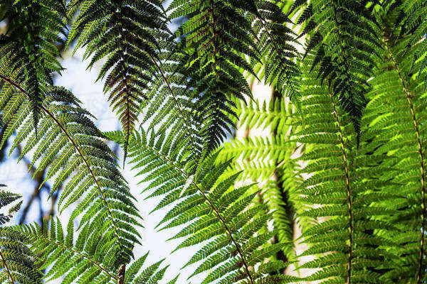 Fern in Bali Botanic Garden, Bedugul, Bali, Indonesia - Royalty-free ...