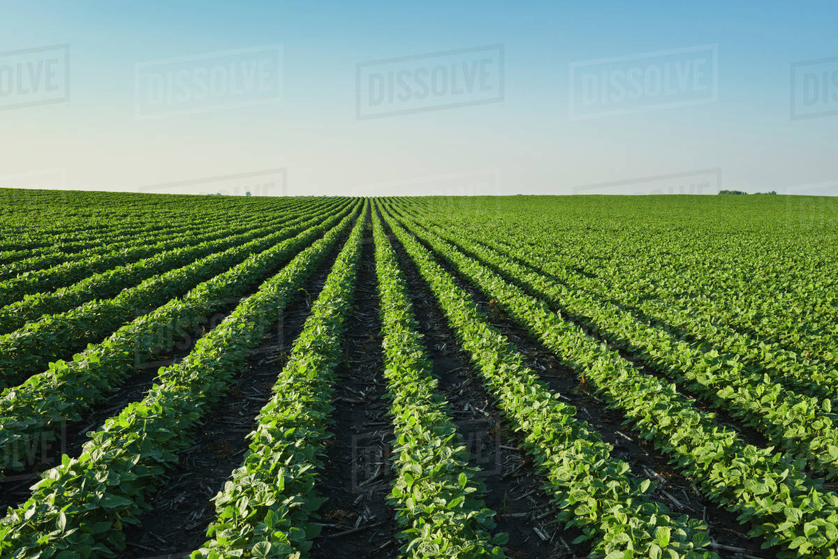 A healthy green mid-season soybean field two weeks after being sprayed ...