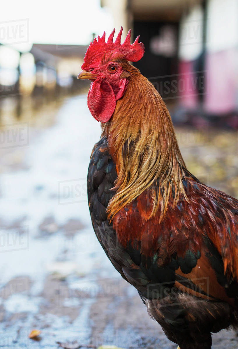 Chicken (Gallus gallus domesticus); Durham, England - Royalty-free ...