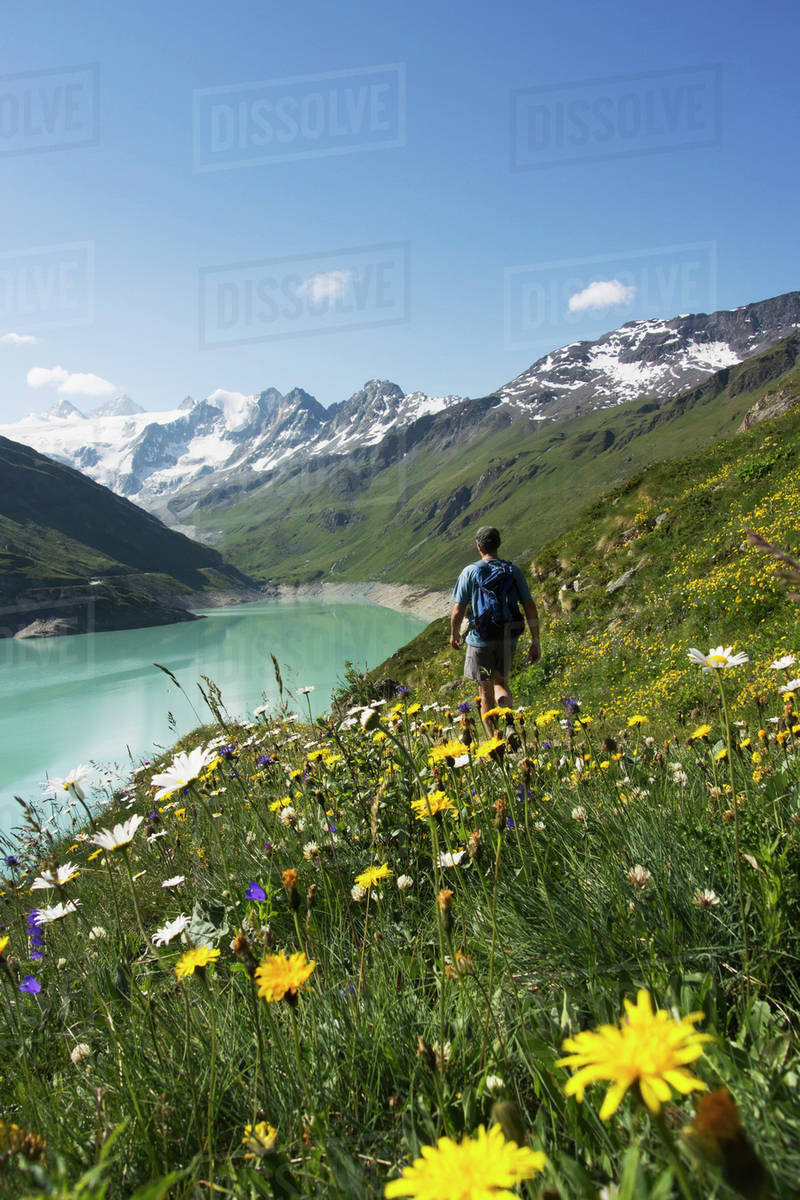 Walker and summer alpine flowers along the banks of the Moiry reservoir ...
