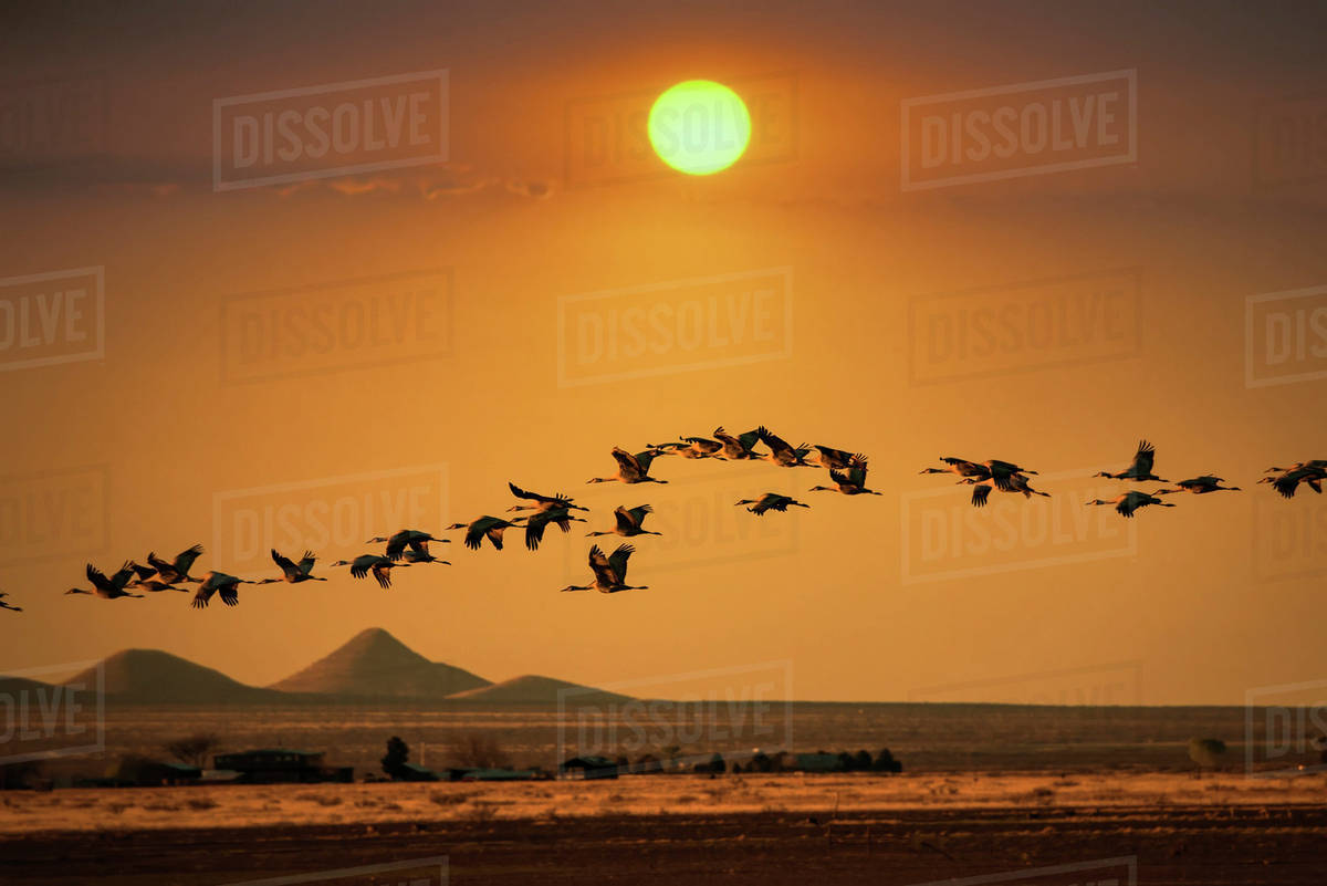 Sandhill cranes (grus canadensis), whitewater draw; Arizona, United ...