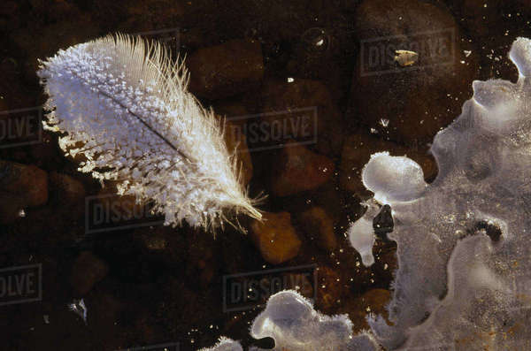 White Feather Resting On Frozen Pond - Stock Photo - Dissolve