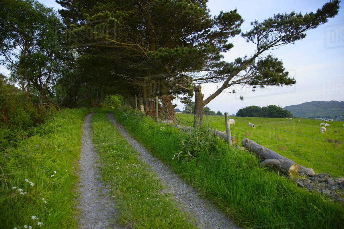 Rural Ireland - Royalty-free Stock Photo | Dissolve