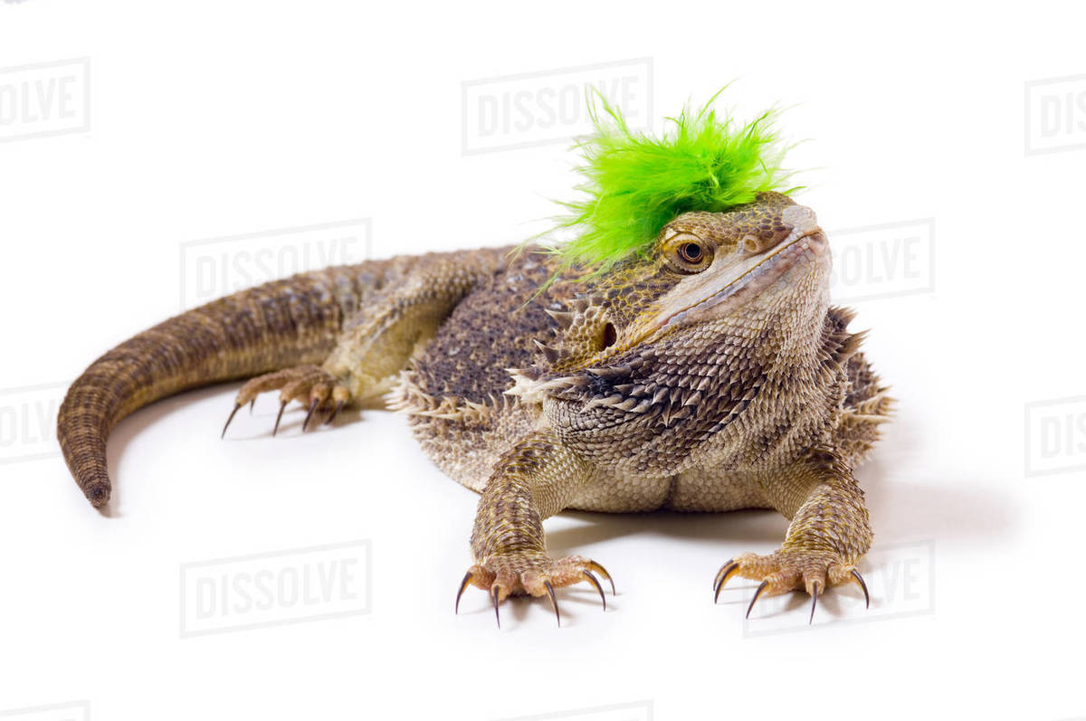 Bearded Dragon Lizard With Mohawk - Royalty-free Stock Photo | Dissolve