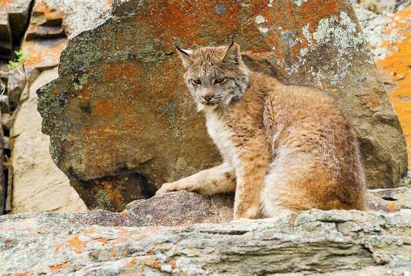 Young Canadian Lynx On A Rock Ledge - Royalty-free Stock Photo | Dissolve