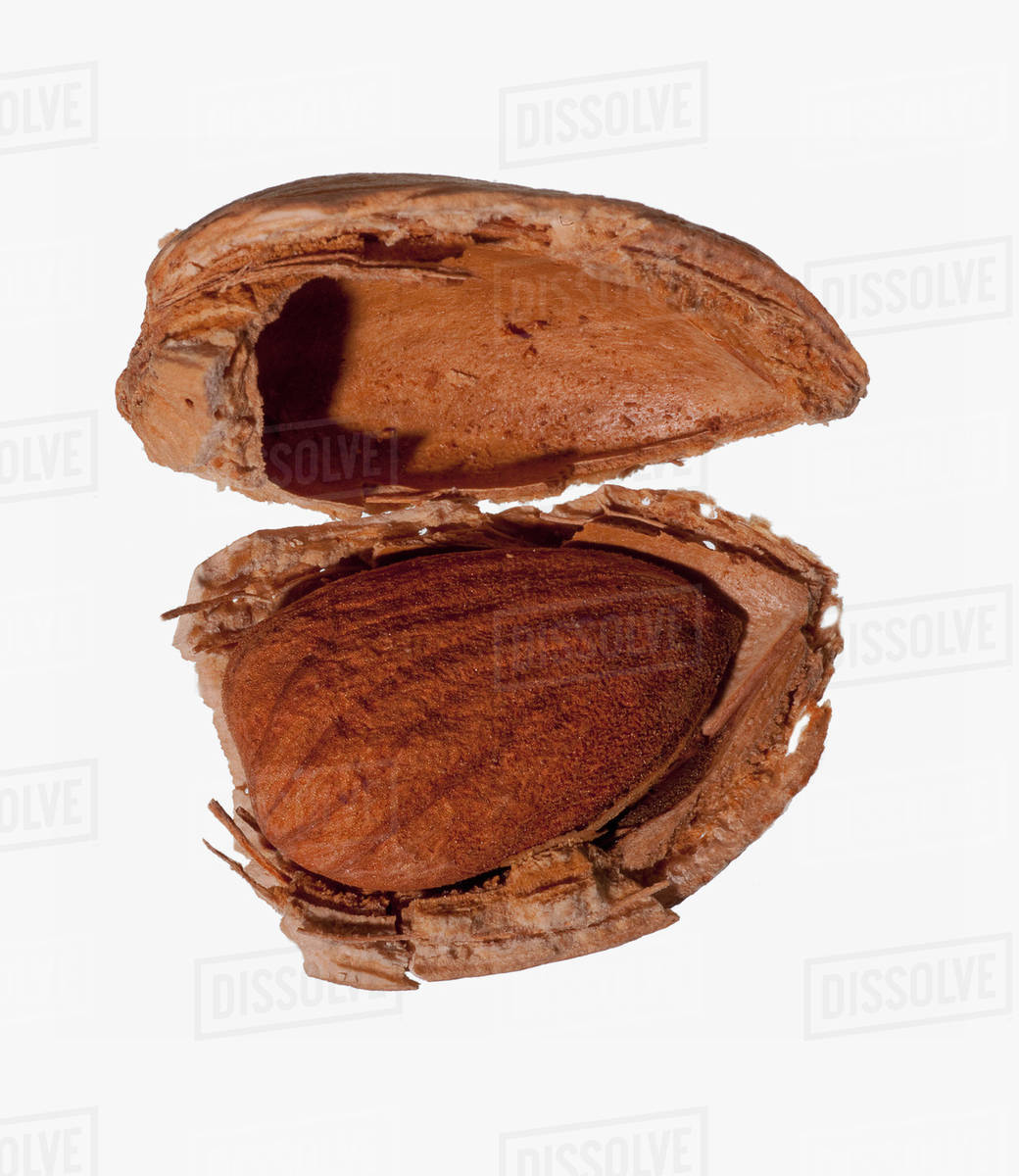 Open almond shell on a white background - Stock Photo - Dissolve