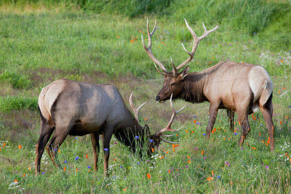 A Pair Of Rocky Mountain Elk Bulls Feed In A Field, Alaska Wildlife ...