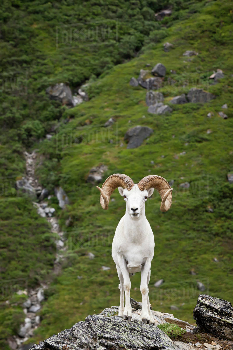 A Full-Curl Dall Ram Stands On A Rock Outcrop Facing Forward, Denali ...