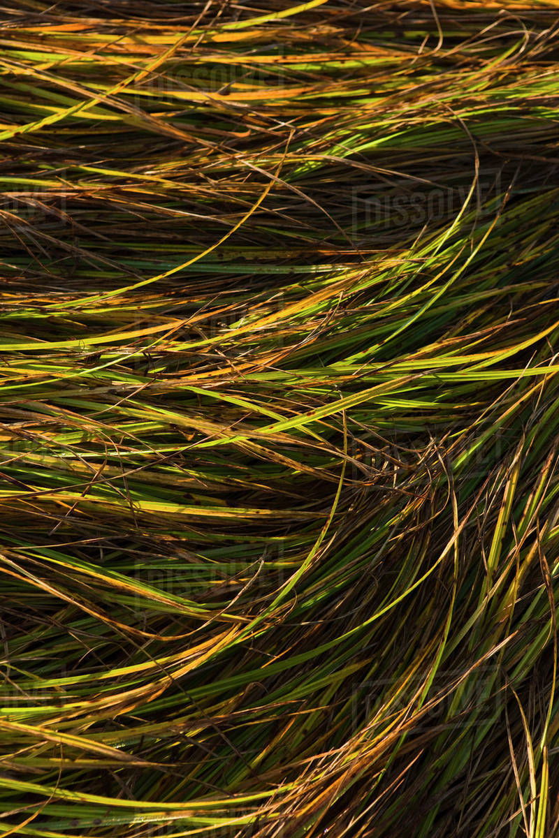 Close Up Of Grass Along Womens Bay, Kodiak Island, Southwest Alaska ...