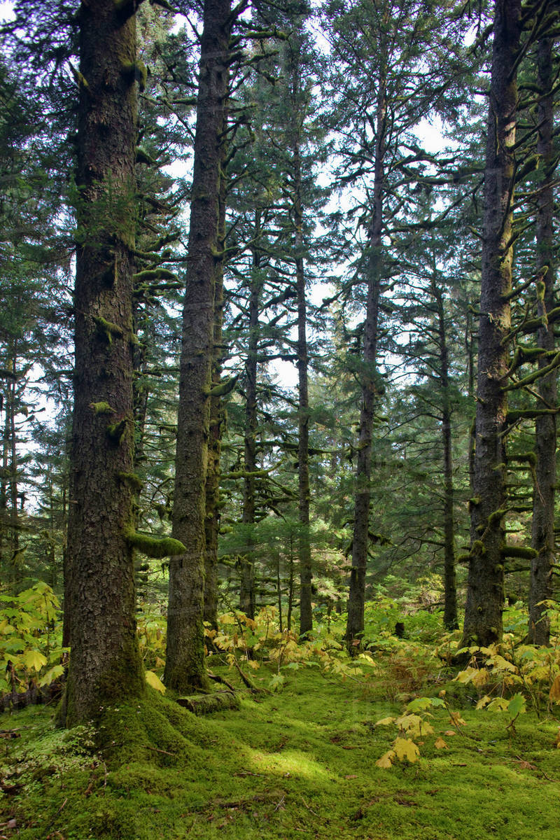 Spruce Tree Forest In Autumn, Kodiak Island, Southwest Alaska - Royalty ...