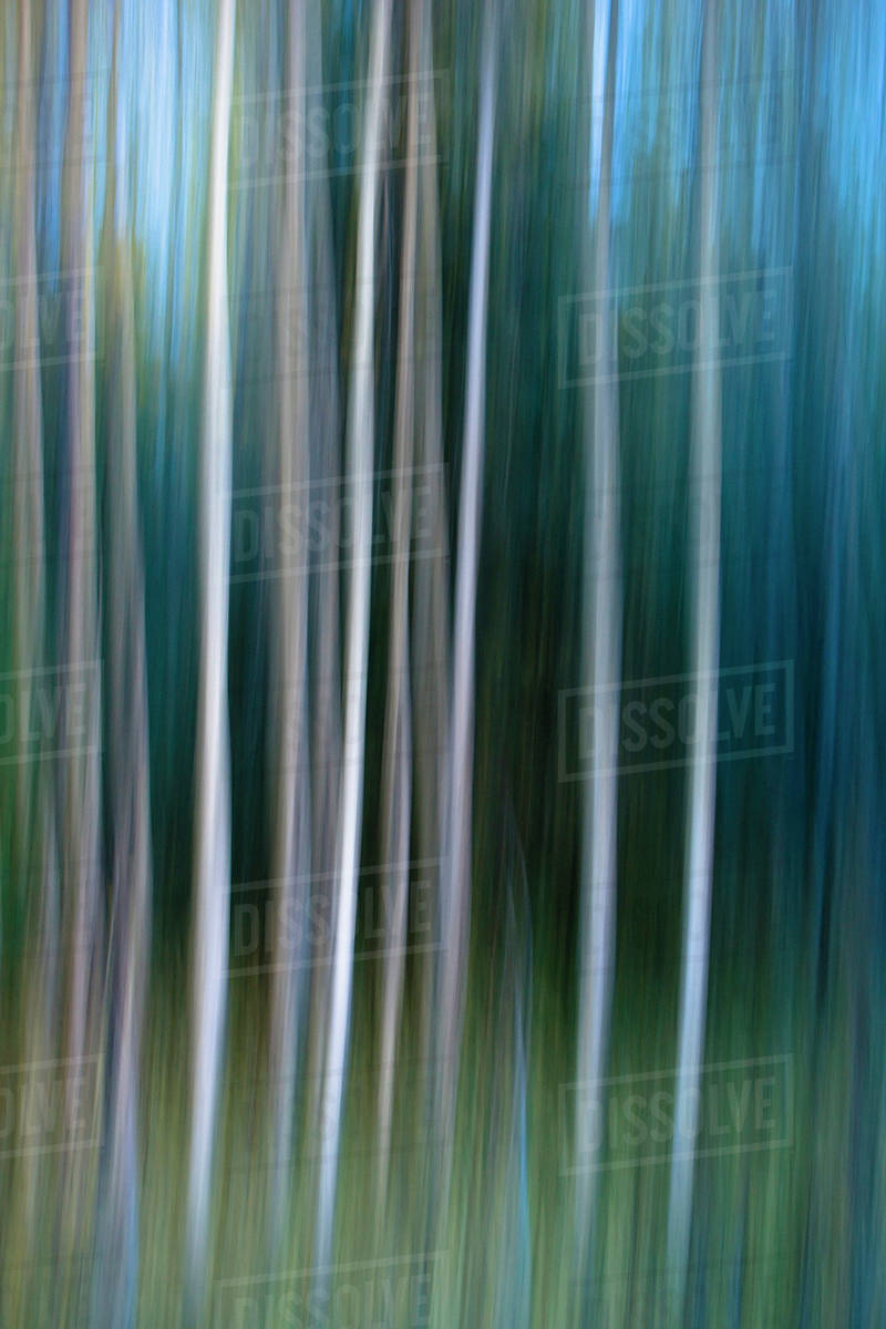 Abstract Of Aspen Trees Along The Tony Knowles Coastal Trail During ...