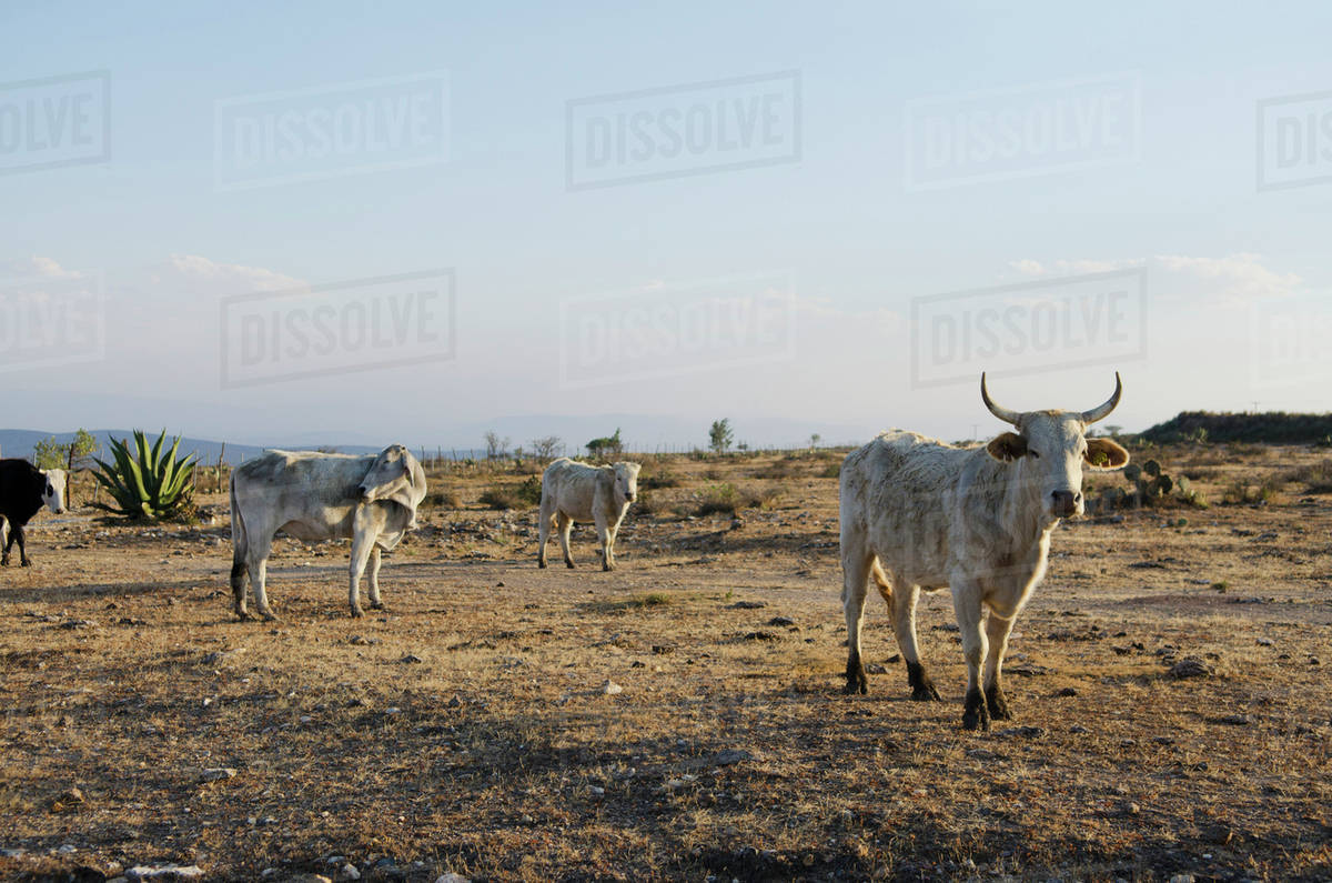 Cattle ranch;Pozos guanajuato mexico - Royalty-free Stock Photo | Dissolve