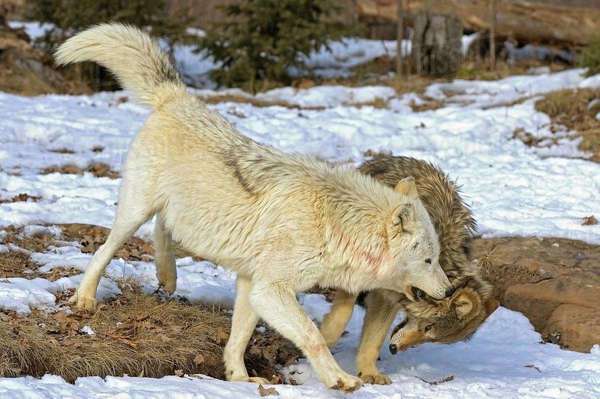 Wolf Interaction - Stock Photo - Dissolve