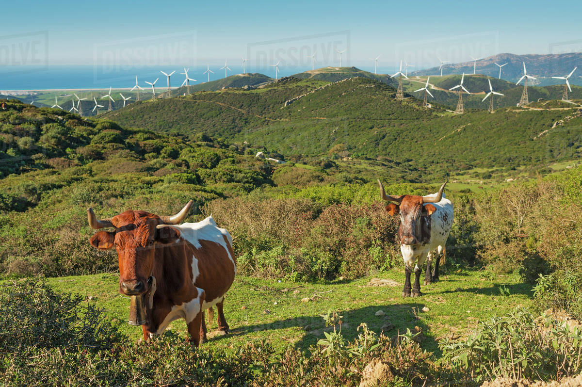Cows in a field with numerous wind turbines in the background;Tarifa ...