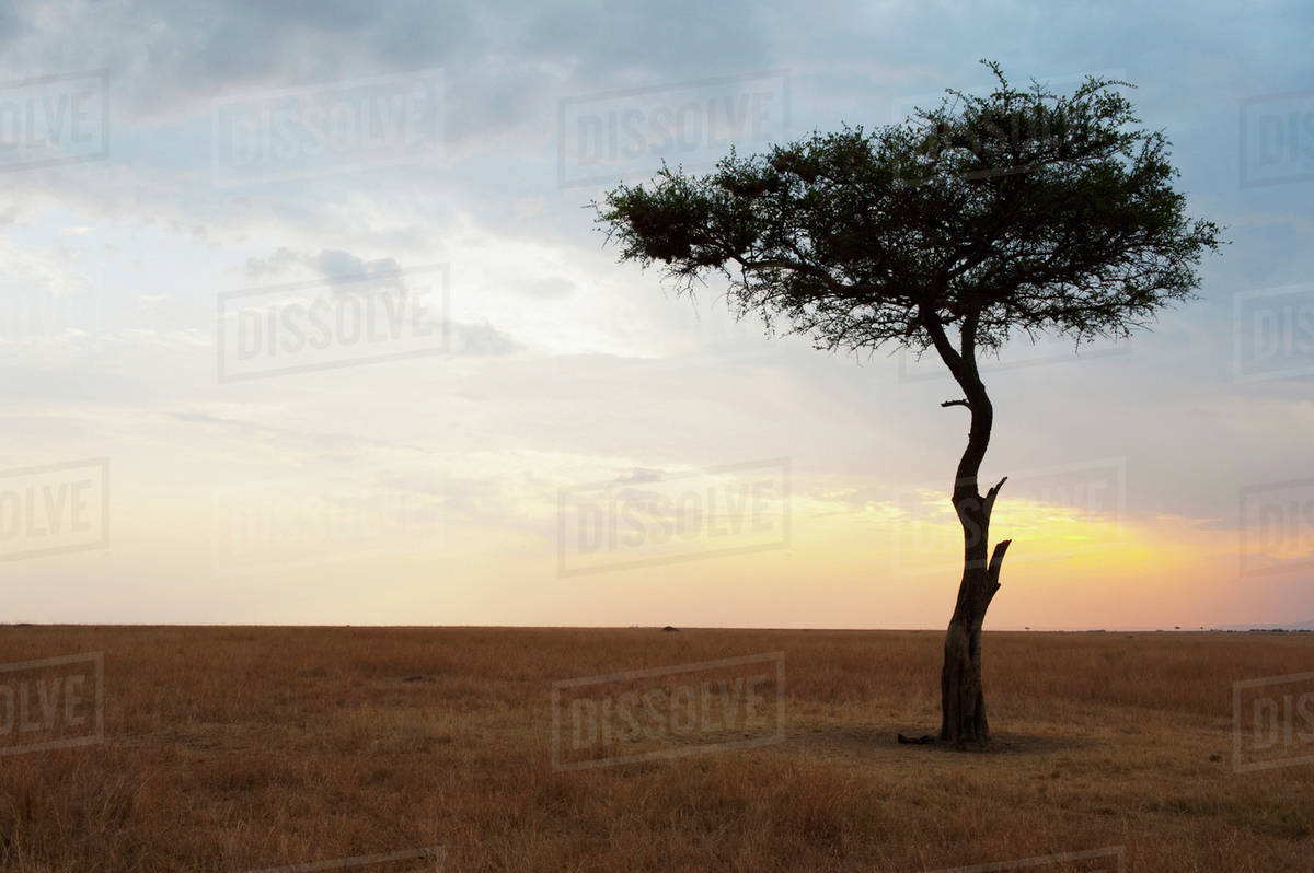 A lone tree on the maasai mara national reserve landscape at sunset ...
