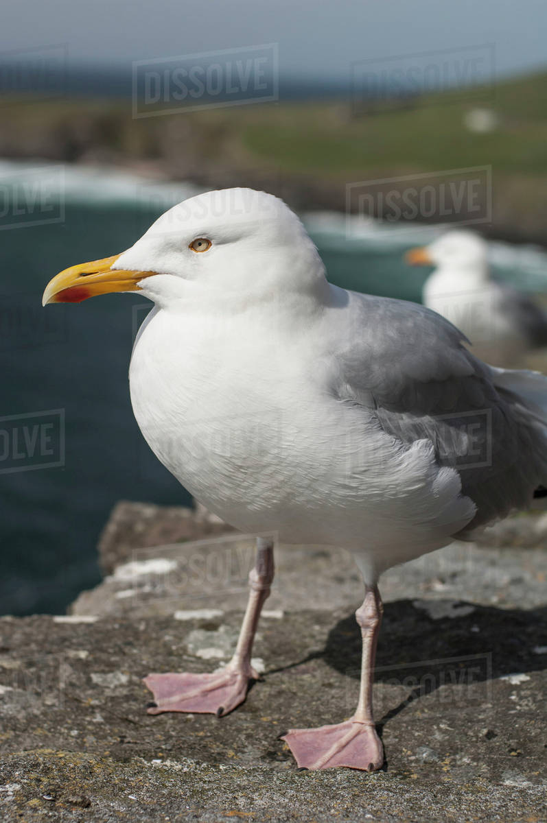 Seagulls on slea head;Dingle, county kerry, ireland - Royalty-free ...