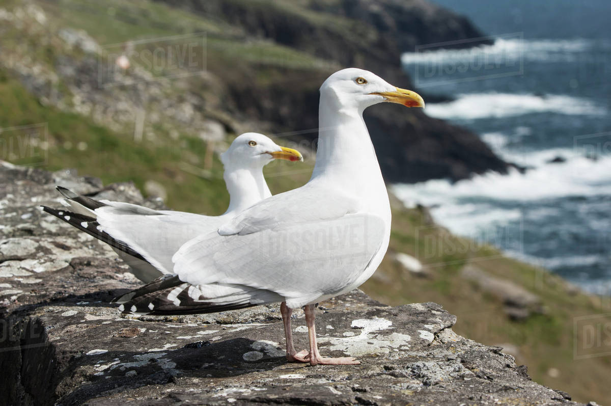 Seagulls on slea head;Dingle, county kerry, ireland - Royalty-free ...