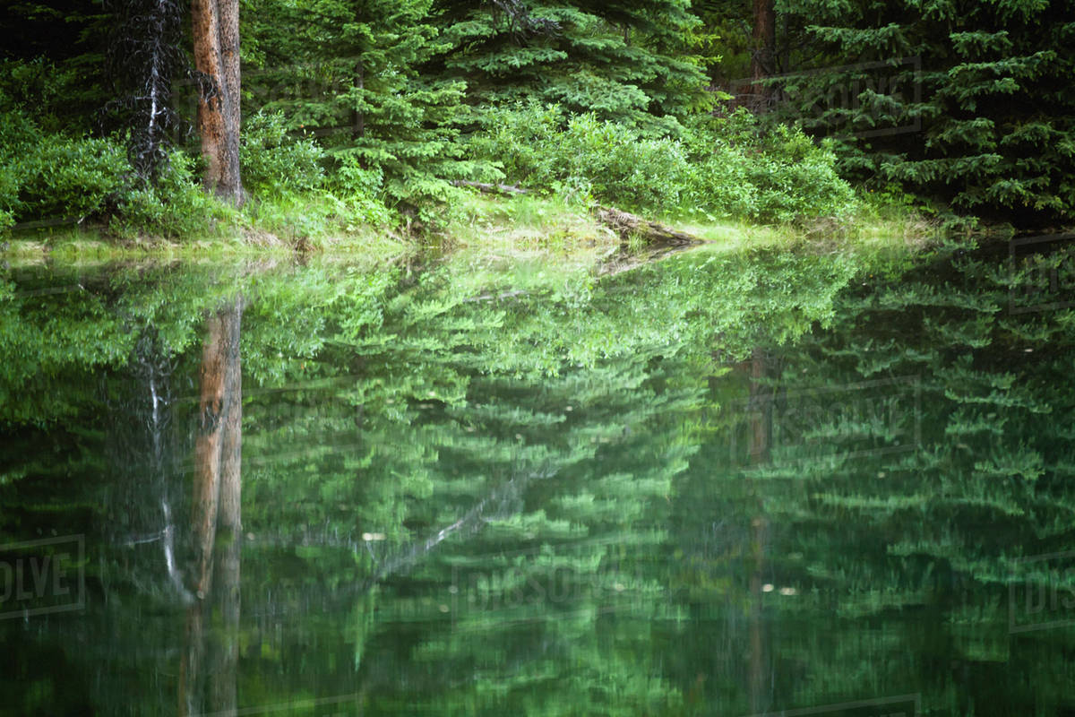 Spruce trees reflected in the glassy surface of a small pond, jasper ...