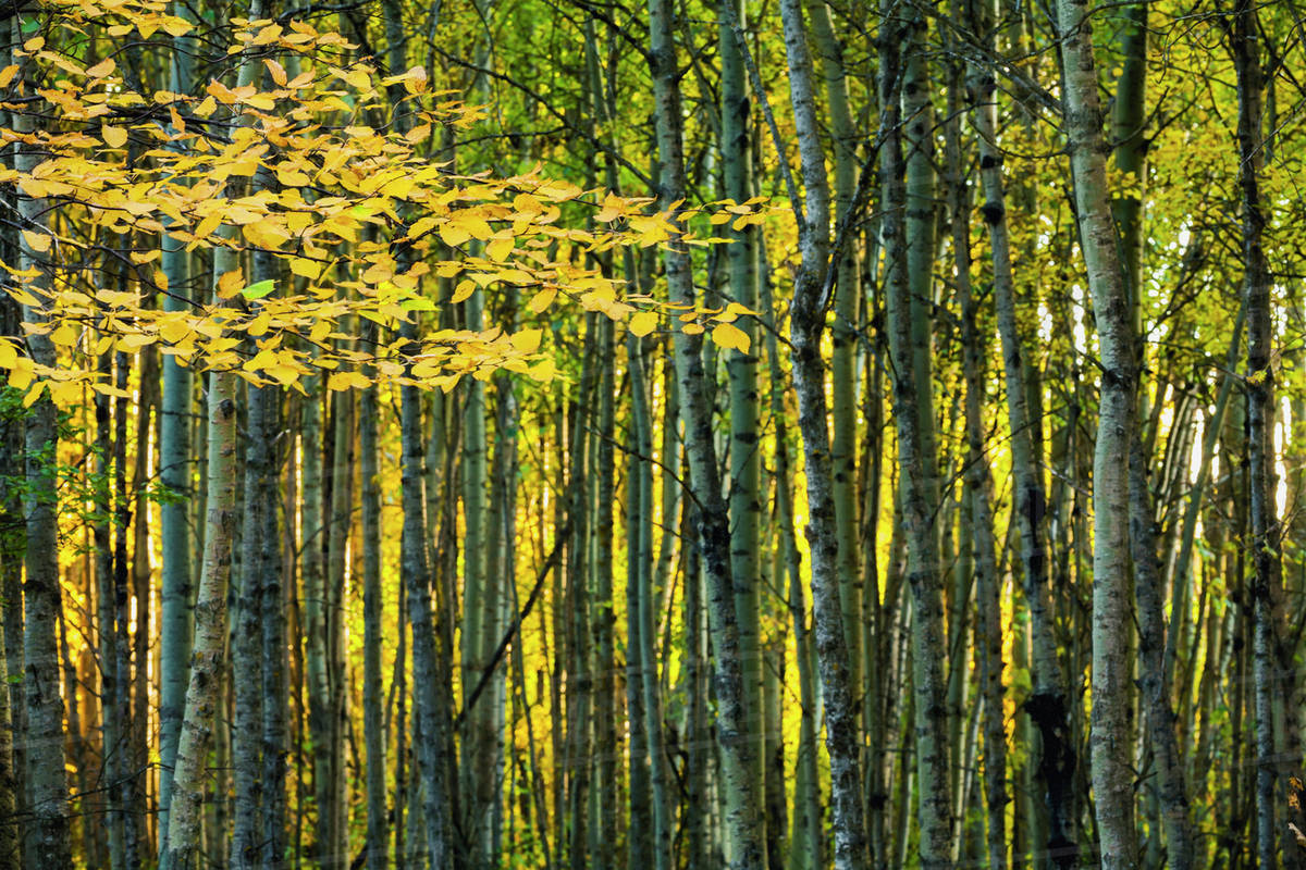 Yellow fall birch leaves against an aspen forest;Alberta, canada ...