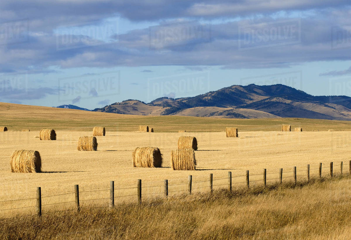 Round Bales Of Hay On A Golden Field With Mountains In The Distance ...