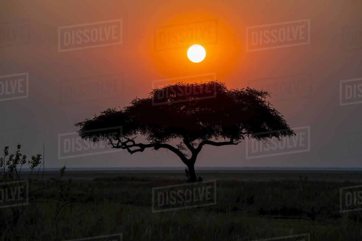 Sun setting behind lone acacia tree on the edge of the Katavi Plain in ...