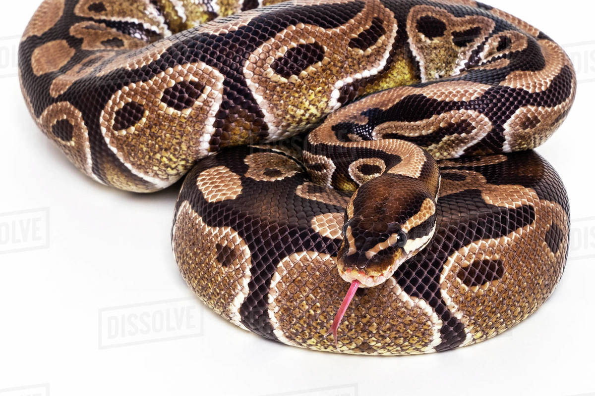 Ball Python (Python regius) posing for the camera on a white background; Studio - Stock Photo ...