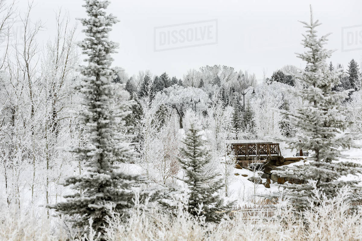 Heavily frosted trees with a wooden footbridge across a creek; Calgary ...