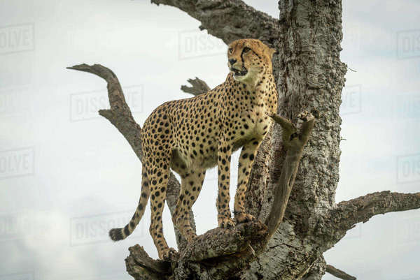 Cheetah (Acinonyx jubatus) stands open-mouthed in tree turning head ...
