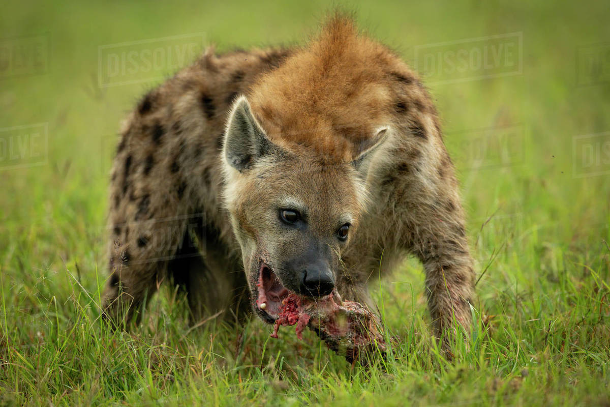 Spotted hyena (Crocuta crocuta) standing on grass chewing bone, Maasai ...