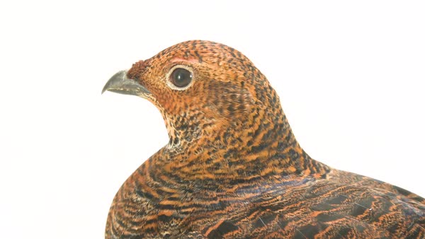 A female European black grouse (Lyrurus tetrix tetrix) at Lundi Farm in ...