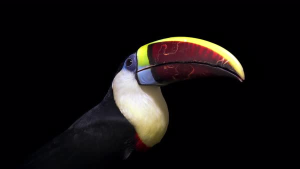 A male western red-billed toucan (Ramphastos tucanus tucanus) at the ...
