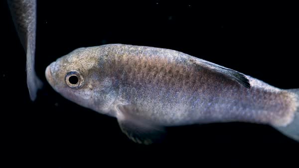 Critically endangered Devils Hole pupfish (Cyprinodon diabolis) at Ash ...